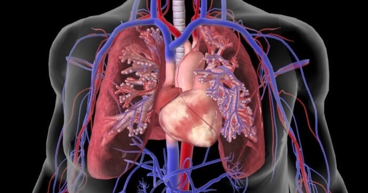 BioDigital | Train Med Device Reps in 3D