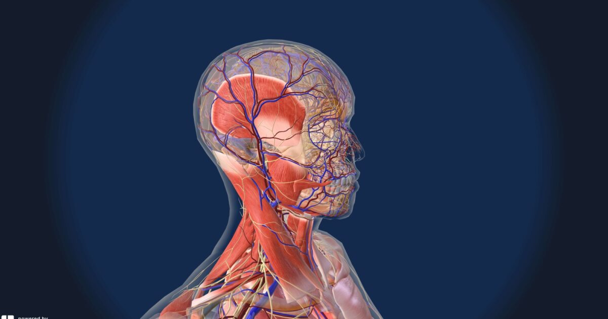 BioDigital | The Virtual Body Platform | Human Anatomy, Conditions…