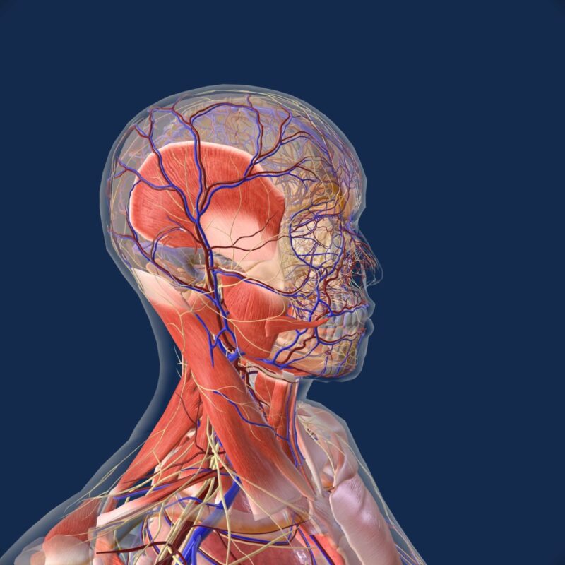 Virtual 3d Human Body